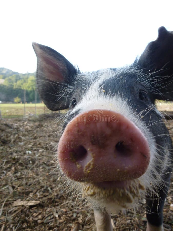 Snout in the trough stock image. Image of agriculture - 146289801