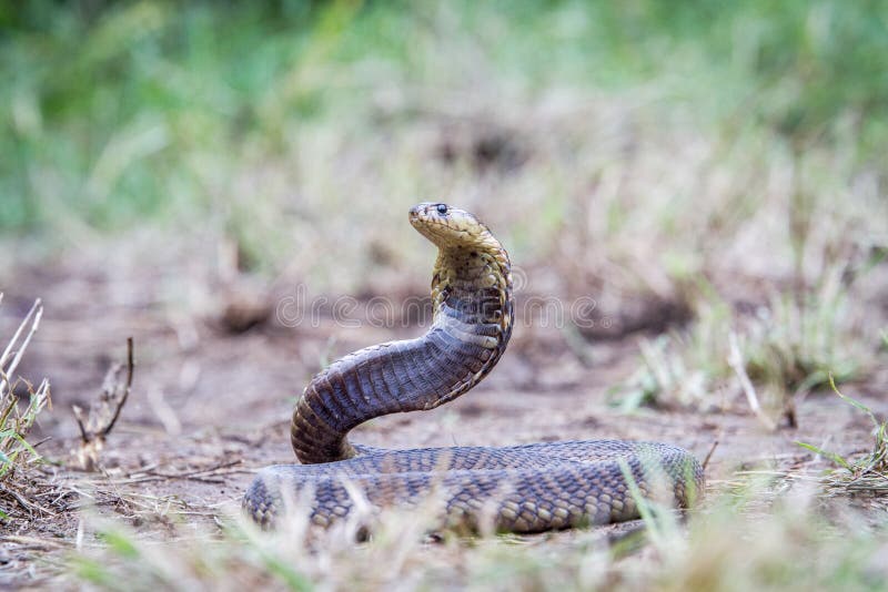 Snouted Cobra on the Ground. Stock Image - Image of kruger, safari ...