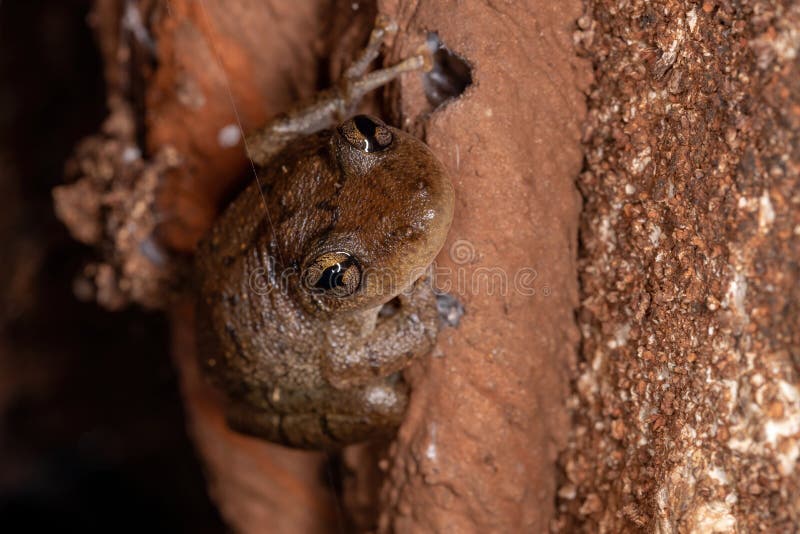 Snouted Tree Frog stock photo. Image of rainforest, natural - 226435688