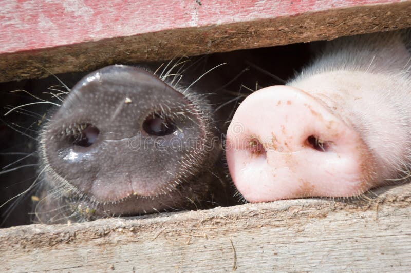 Snouts stock photo. Image of cute, rural, animals, scene - 27947034