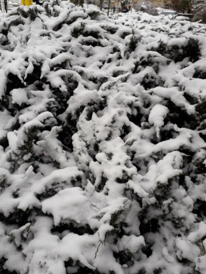 Snow stock image. Image of sneg, zima, green, snow, winter - 134592167