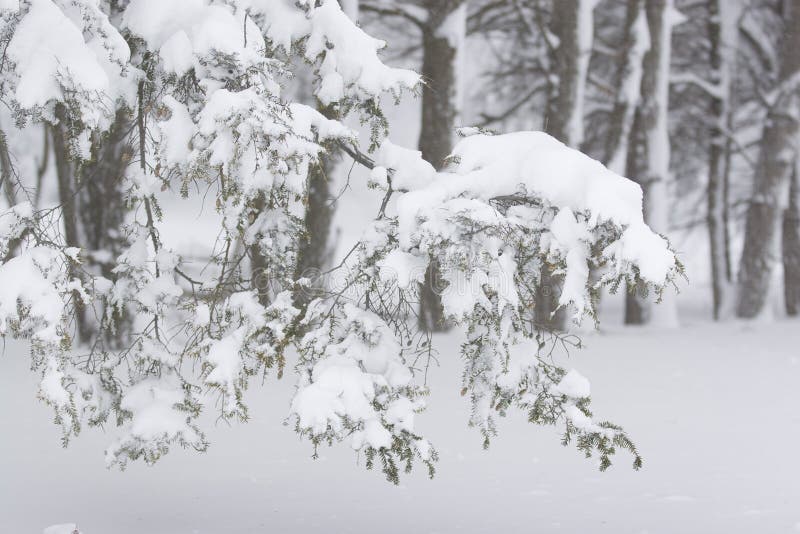 Snow stock image. Image of 2011snow, pine, january, tree - 17838881