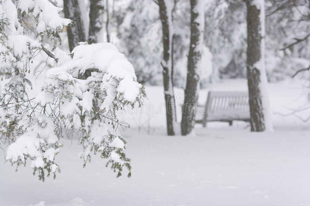 Snow stock photo. Image of snow, january, tree, landscape - 17838882