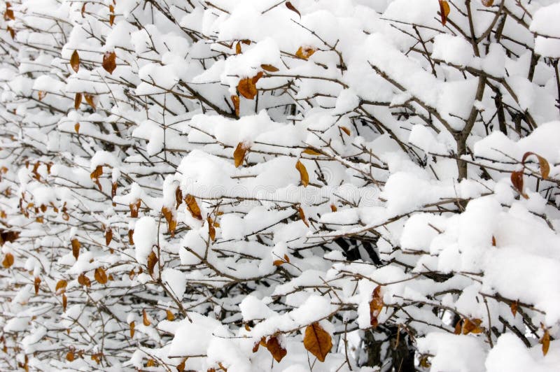 Snow stock image. Image of nature, plant, skiing, brown - 24110547
