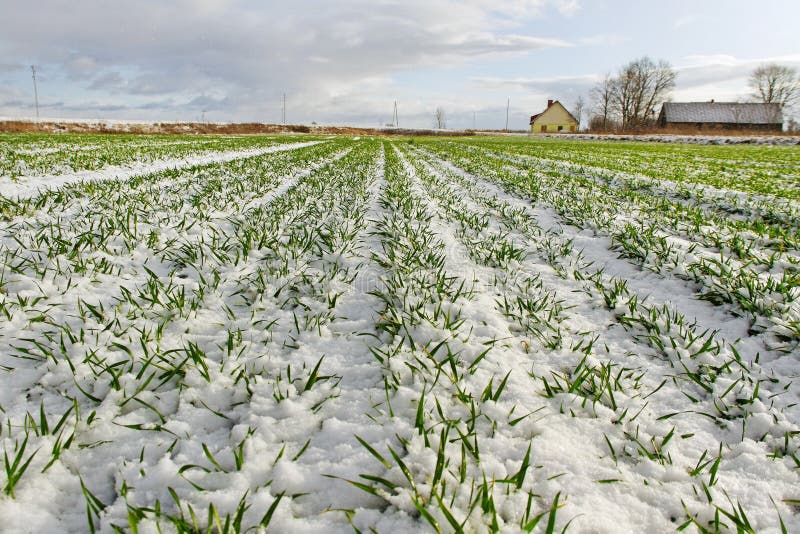 Snow above field. stock photo. Image of nature, rural - 23798516