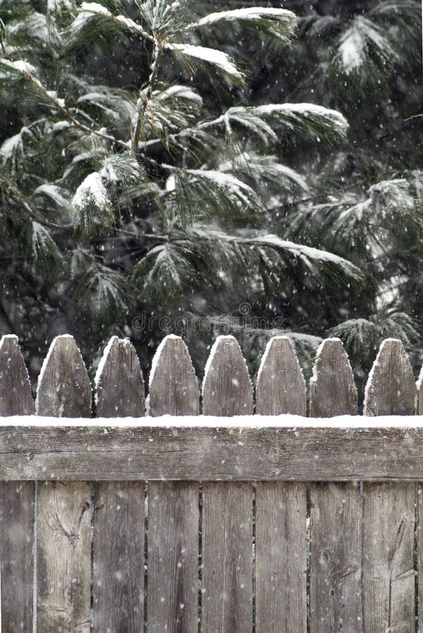 Falling Snow on Evergreen and Fence. Stock Image - Image of snowflakes ...