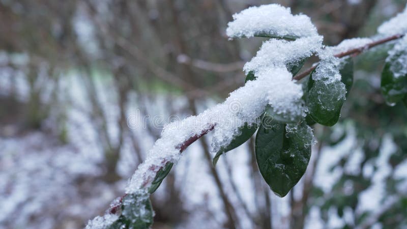 Snow Accumulating on Exterior Window Sill during Heavy Winter Snowfall ...