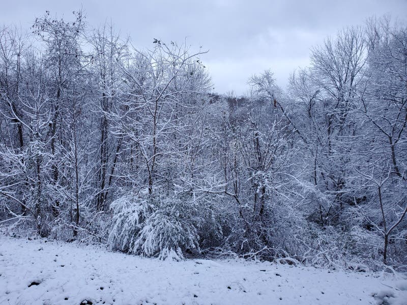 Snow in the afternoon stock photo. Image of plant, blizzard - 212753636
