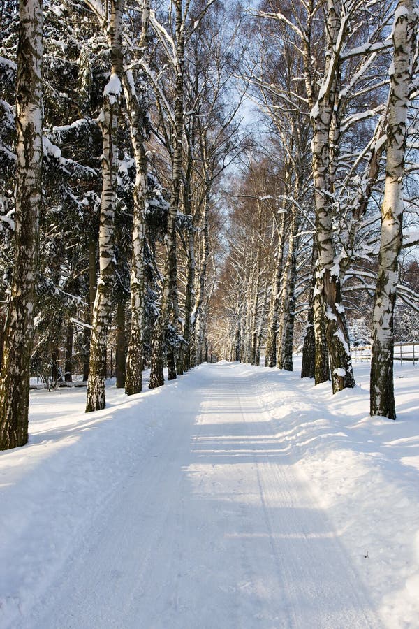 Snow alley stock photo. Image of nature, road, beautiful - 11585332