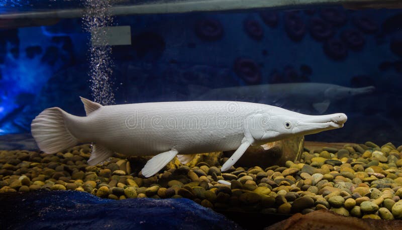 Snow Alligator Gar stock photo. Image of fresh, beauty - 101709676