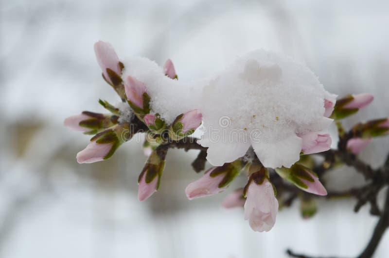 Snow on the almond buds stock photo. Image of pink, green - 52609886