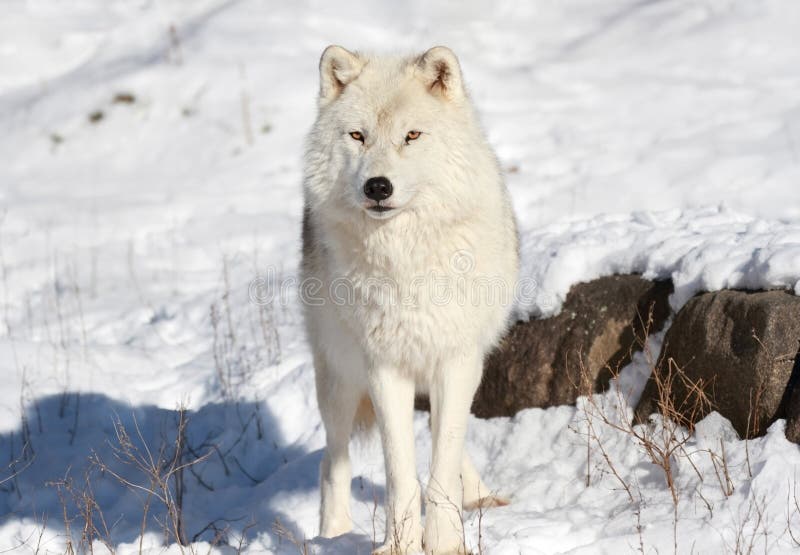 Alpha male arctic wolf stock image. Image of attention - 17619695