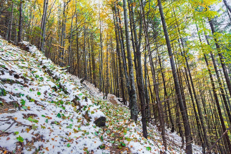 Snow and Autumn Trees in the Forest Stock Image - Image of path ...