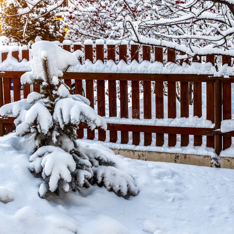 Snow in the backyard stock image. Image of calm, branch - 265657077