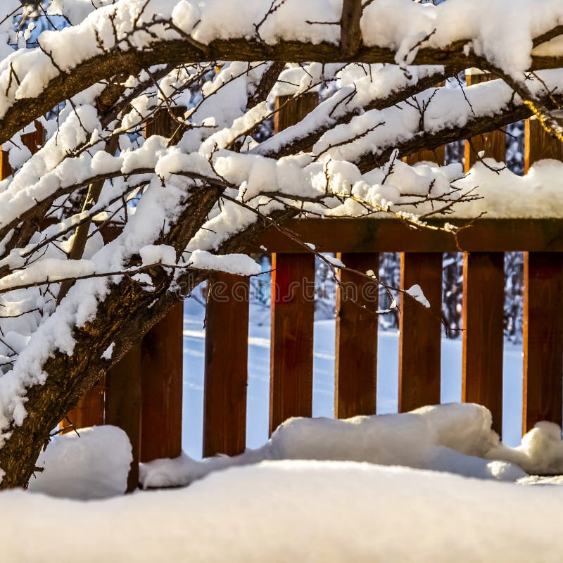 Snow in the backyard stock photo. Image of outside, fairytale - 265657080