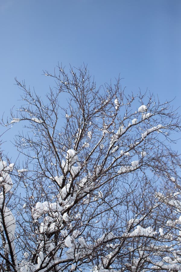 Snow on the Bare Branches of a Tree Stock Image - Image of rural, cool ...