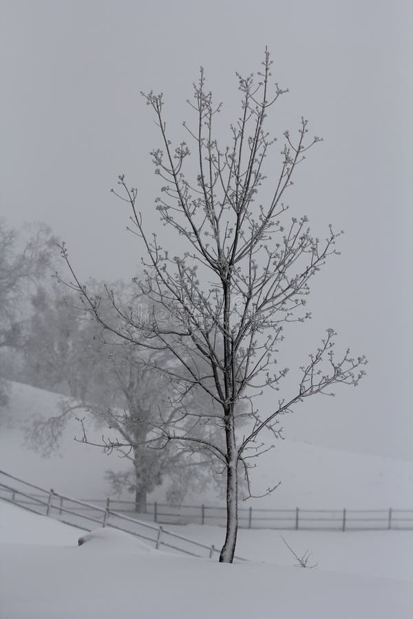 Snow on a Bare Tree, a Bleak & Frosty Cold Winter. Stock Image - Image ...