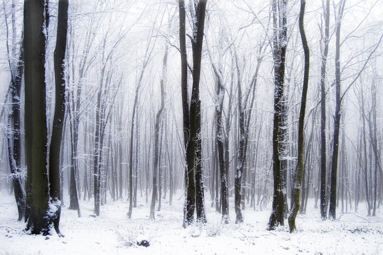 Snow in a Beautiful Forest with Fog Stock Photo - Image of frozen, mist ...