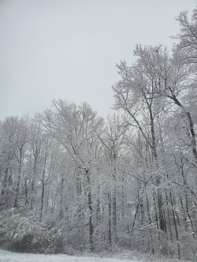 Snow Beautiful White Trees Winterland Stock Image - Image of snow ...
