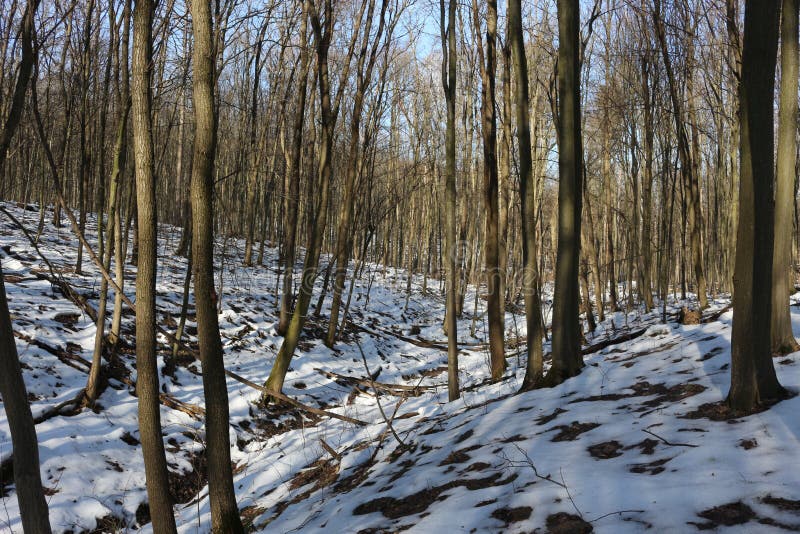 The Snow Began To Melt in the Spring Forest Stock Image - Image of melt ...