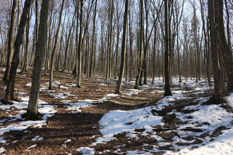 The Snow Began To Melt in the Spring Forest Stock Photo - Image of ...