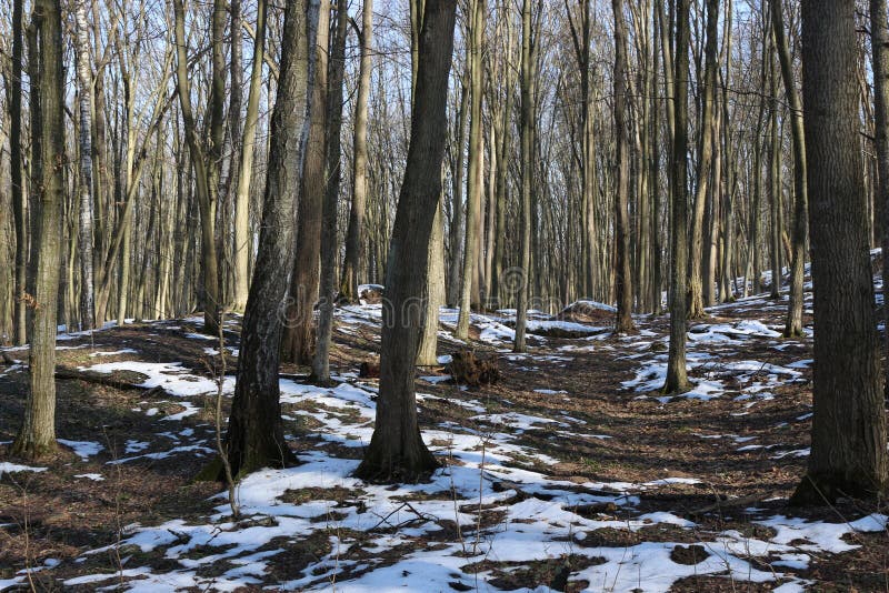 The Snow Began To Melt in the Spring Forest Stock Photo - Image of ...