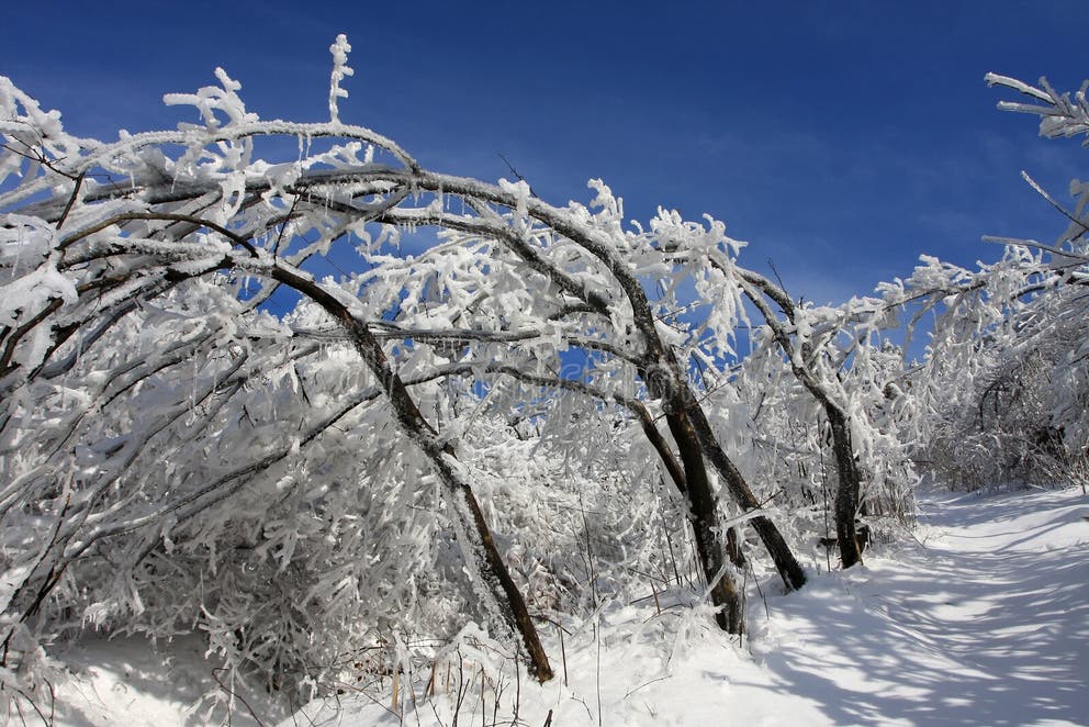 Snow bending tree stock image. Image of zhuji, season - 13445039