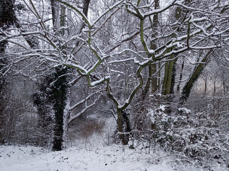 Snow in Berlin stock photo. Image of freezing, plant - 217024494