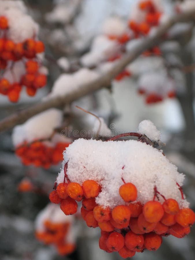 Red berries with snow stock photo. Image of green, berry - 18124794