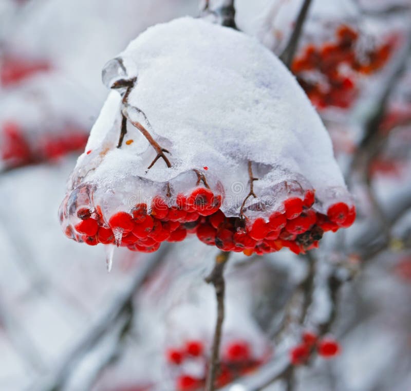 Snow Berries stock image. Image of winter, concepts, branch - 61467945