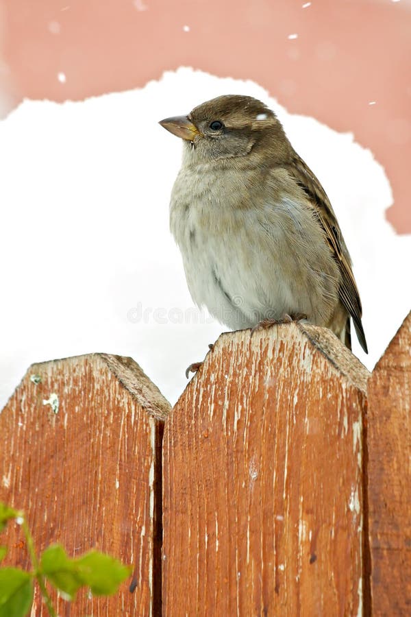 Snow Bird stock image. Image of flakes, feathered, sparrow - 21776337
