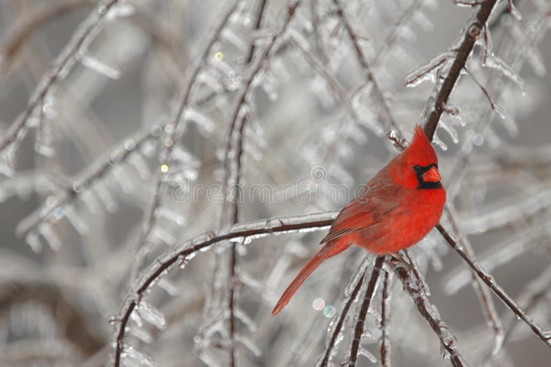 Snow Bird stock image. Image of bright, season, cold, environment - 4110253
