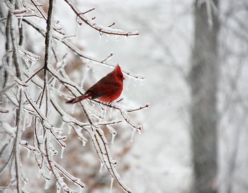 Snow bird stock image. Image of seasonal, limbs, winter - 7953961
