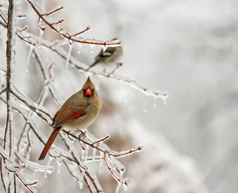 Snow bird stock image. Image of cold, seasonal, icicles - 7992317