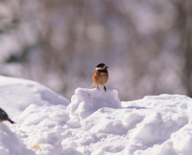 Snow and Bird stock photo. Image of outdoor, bird, tree - 943930