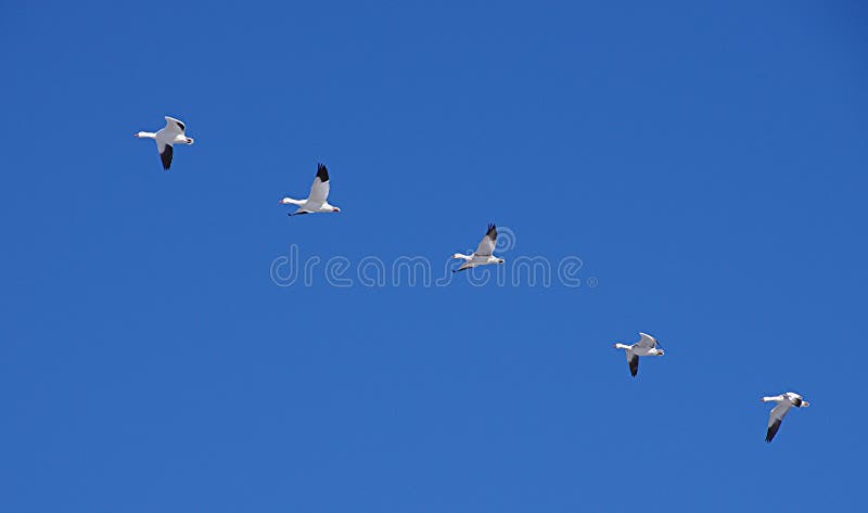 Snow birds. stock photo. Image of flying, blue, birds - 57451528