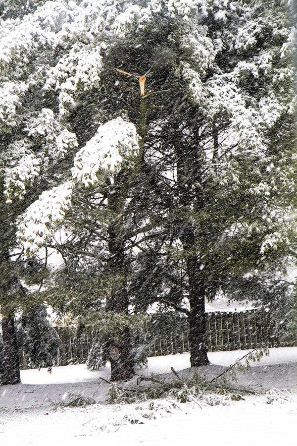 Branches Fallen from Pine Trees after Storm Stock Image - Image of ...