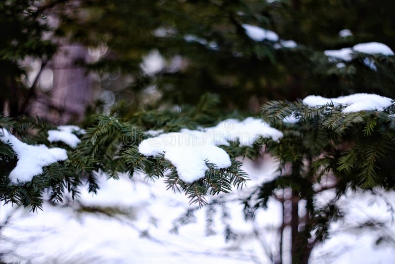 Snow blocks on branches stock image. Image of woodland - 182658761