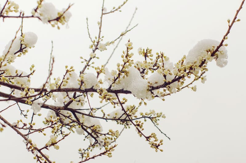 Snow on the Blossom Trees in Spring Stock Image - Image of grey, beauty ...