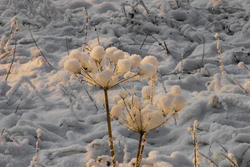 Snow Blossom Winter Cold Freezing Sunrise Sunset White Stock Photo ...
