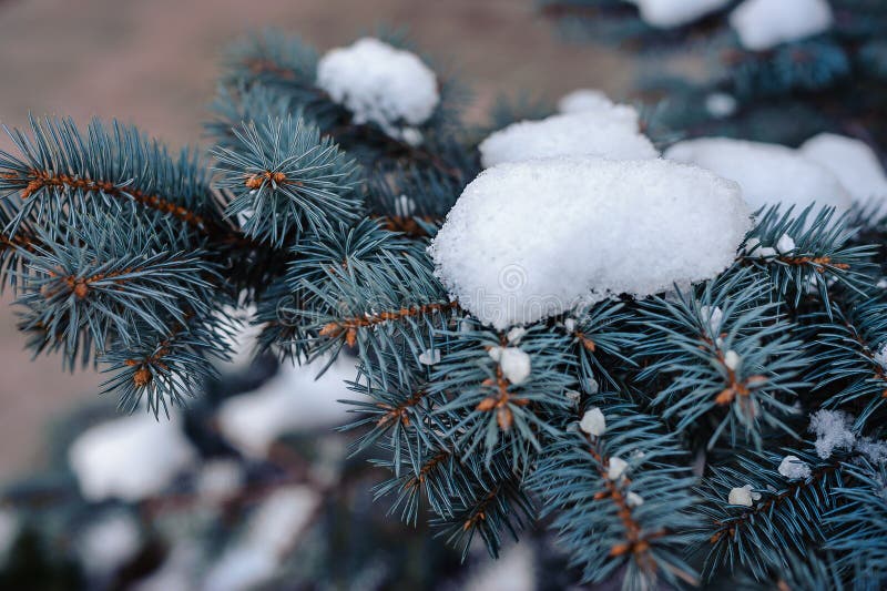 Snow on blue spruce stock image. Image of botanical, snowy - 49551549