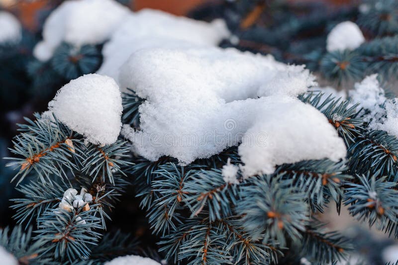 Snow on blue spruce stock photo. Image of forest, hoarfrost - 49551656