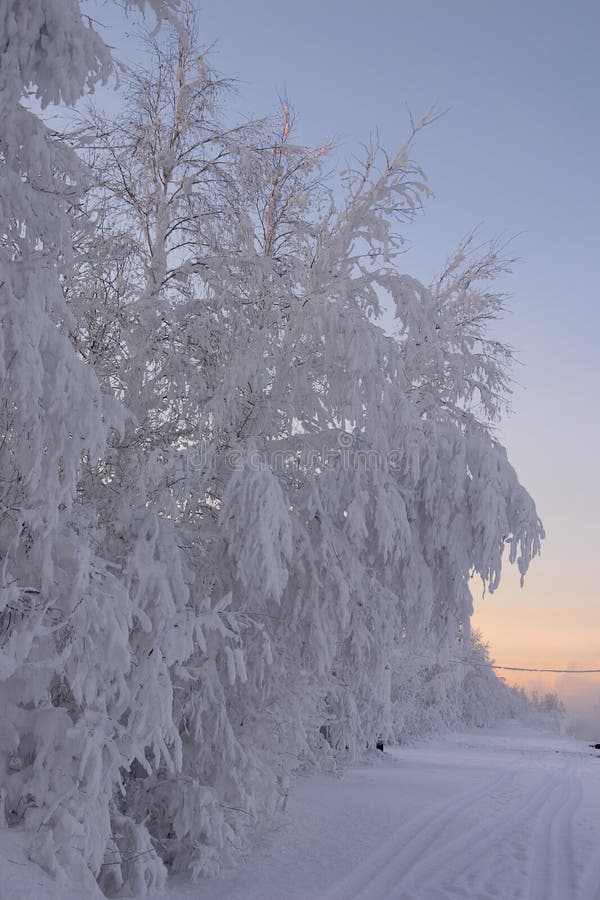 Snow-bound Branches of Trees Stock Photo - Image of evening, loneliness ...