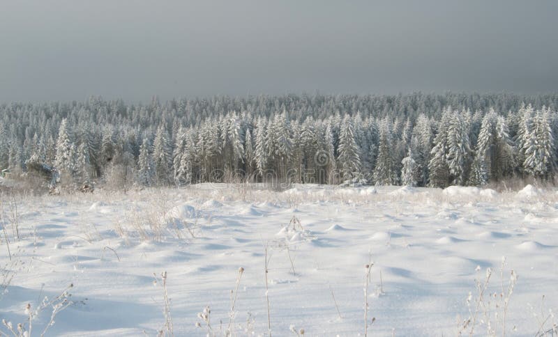 Snow-bound trees stock photo. Image of winter, vacation - 34347978
