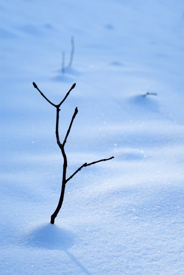 Snow branch stock photo. Image of snow, seasonal, pines - 1838362