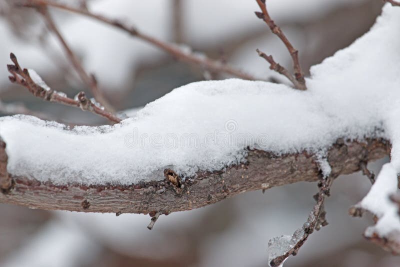Snow on a branch wood stock image. Image of branch, winter - 194938493