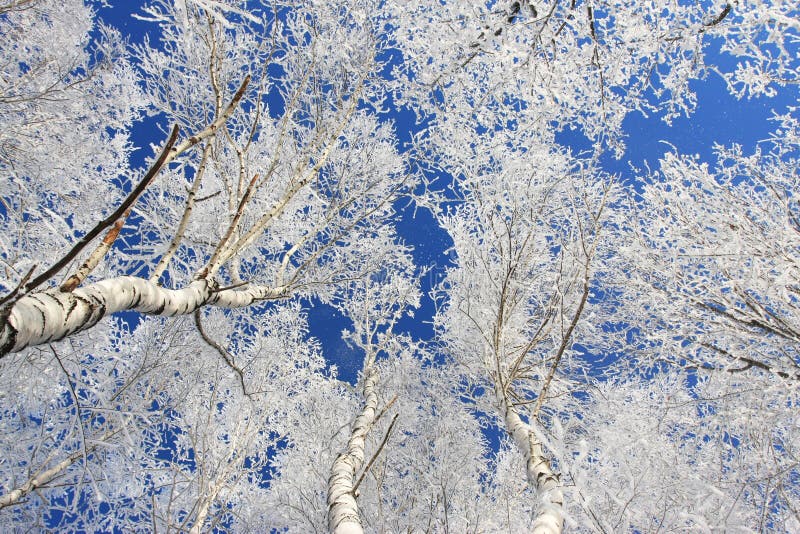 Snow Branch Picture. Image: 4879589