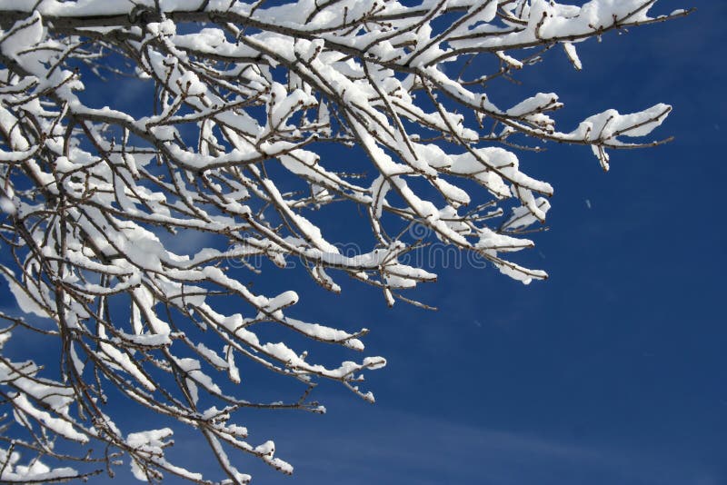 Snow on Branch stock image. Image of winter, covering - 4913061