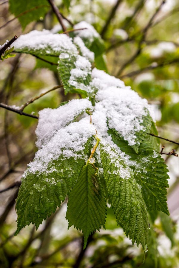 Snow on Branch of Blooming Tree in Spring. Stock Photo - Image of drops ...