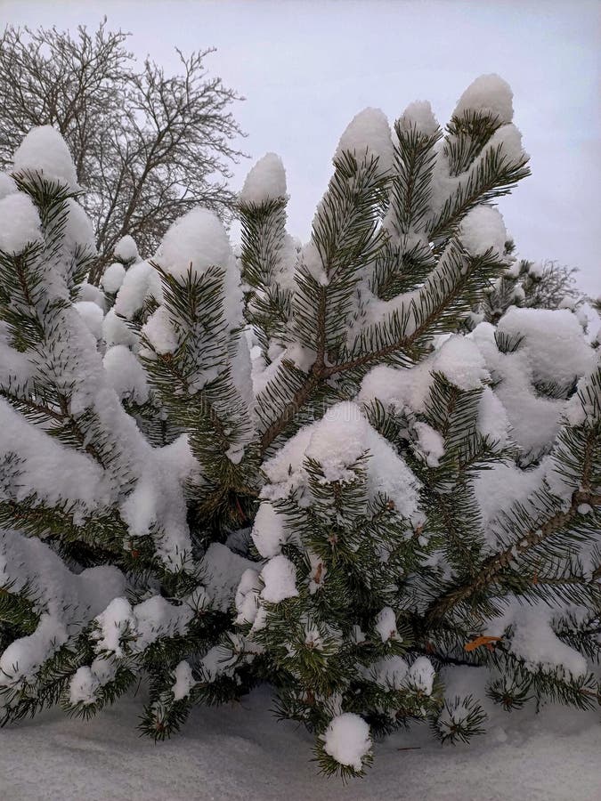 Snow on Branch of Christmas Tree in Fields of Suzdal Stock Image ...